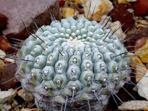 Cactus Root Systems: 4 Types of Cactus Roots - Cactus & Succulents