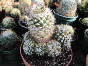 Cactus Root Systems: 4 Types of Cactus Roots - Cactus & Succulents