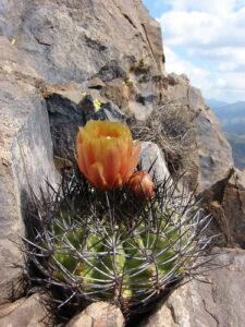 Cactus Root Systems: 4 Types of Cactus Roots - Cactus & Succulents