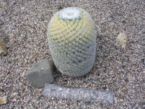 Cactus Root Systems: 4 Types of Cactus Roots - Cactus & Succulents