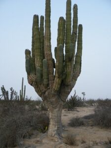 Cactus Root Systems: 4 Types of Cactus Roots - Cactus & Succulents