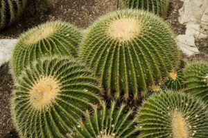 Survival Strategies: How Cacti Adapt to the Desert - Cactus & Succulents