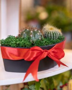 The Symbolic Meaning of Cacti - Cactus & Succulents