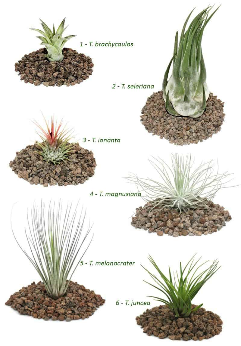 Air Plant Identification: List of Tillandsia Lower Classifications ...