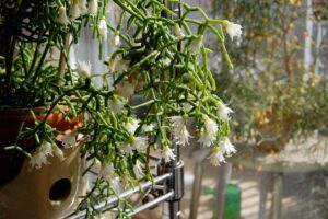 Rhipsalis Varieties: Identification and Care Tips - Cactus & Succulents