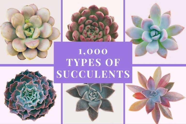 1000 Types of Succulents With Pictures and Names - Cactus & Succulents