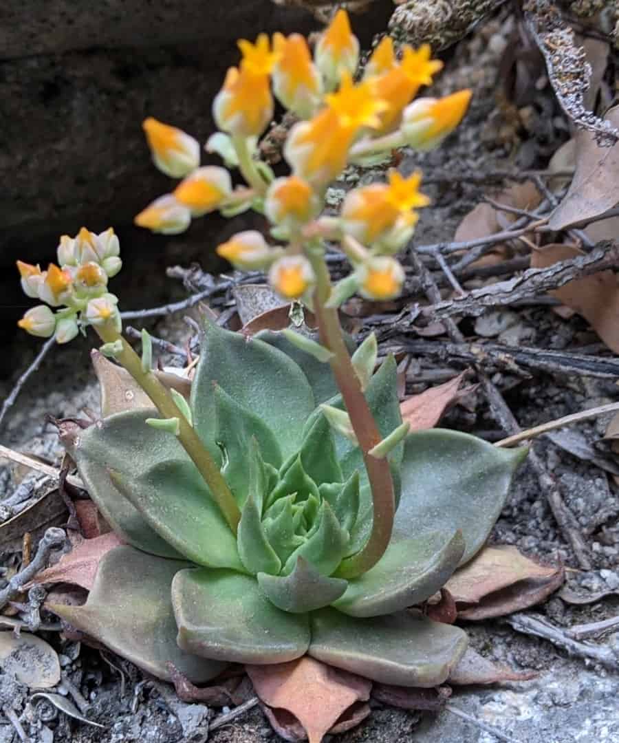 Dudleya Succulents 101: A Visual Tour of 52 Different Varieties ...