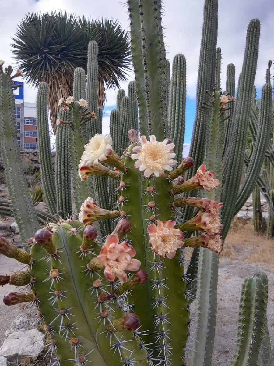 Stenocereus Cacti: 29 Varieties to Enhance Your Cactus Collection ...