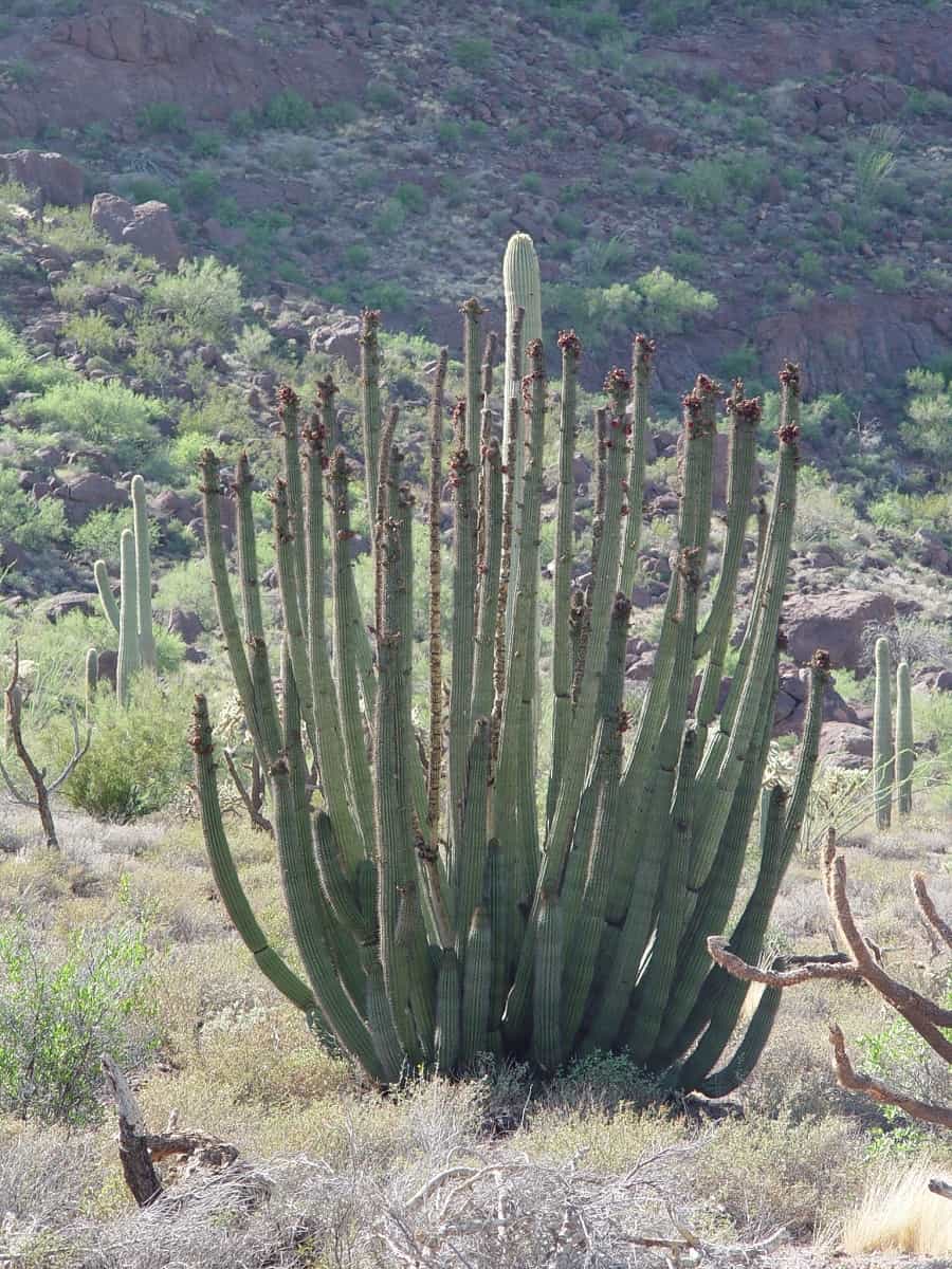 Stenocereus Cacti: 29 Varieties to Enhance Your Cactus Collection ...