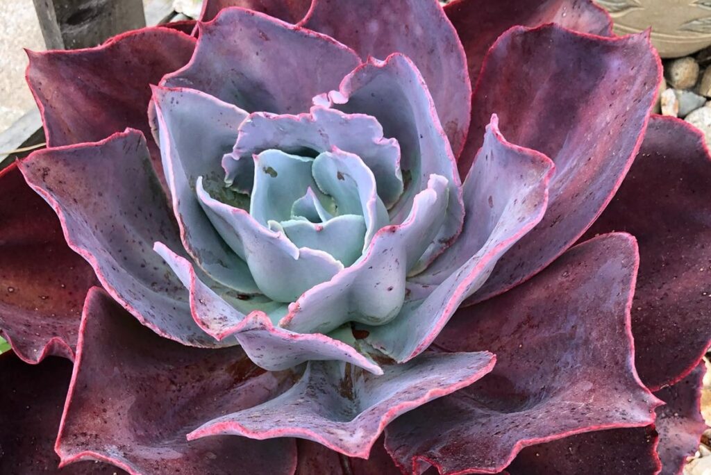 The Truth About Succulent Sizes: How Big Do They Grow? - Cactus ...