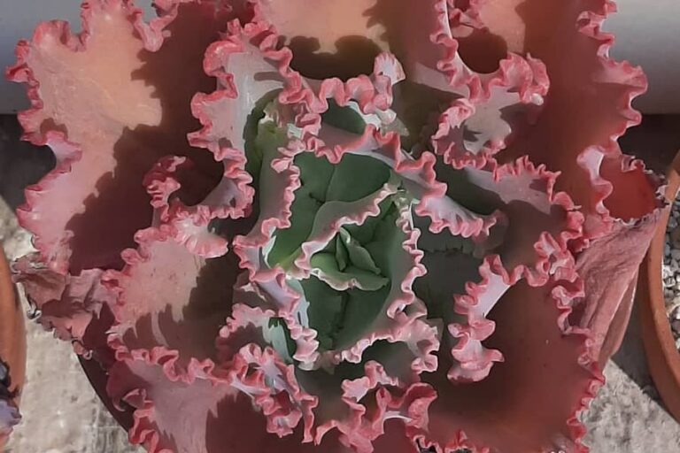 Echeveria Ruffles Red: Characteristics and Care - Cactus & Succulents