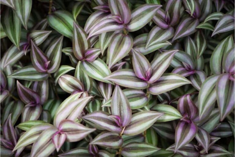 Wandering Jew Propagation 101: Multiply Your Plants Like a Pro - Cactus ...
