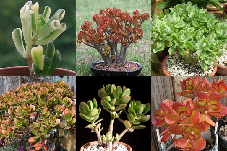 These 22 Exotic Jade Plants Will Transform Your Space - Cactus & Succulents