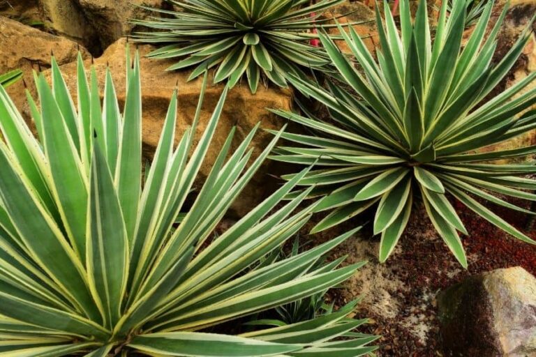 90 Types of Agave Plants With Names and Pictures - Cactus & Succulents