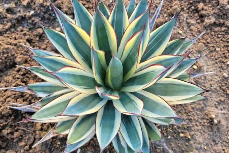 90 Types of Agave Plants With Names and Pictures - Cactus & Succulents