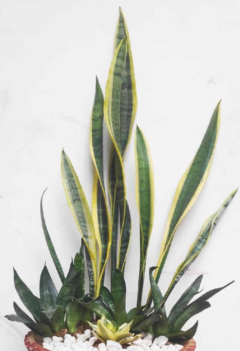 How to Grow Multiple Snake Plant Varieties Together - Cactus & Succulents