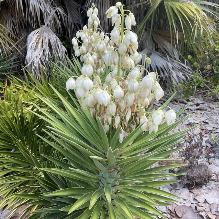 61 Yucca Plant Varieties: Identification and Care Guide - Cactus ...