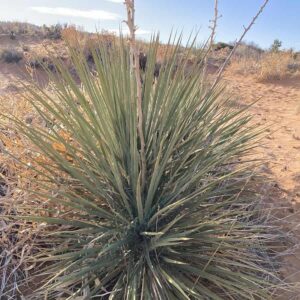 61 Yucca Plant Varieties: Identification and Care Guide - Cactus ...
