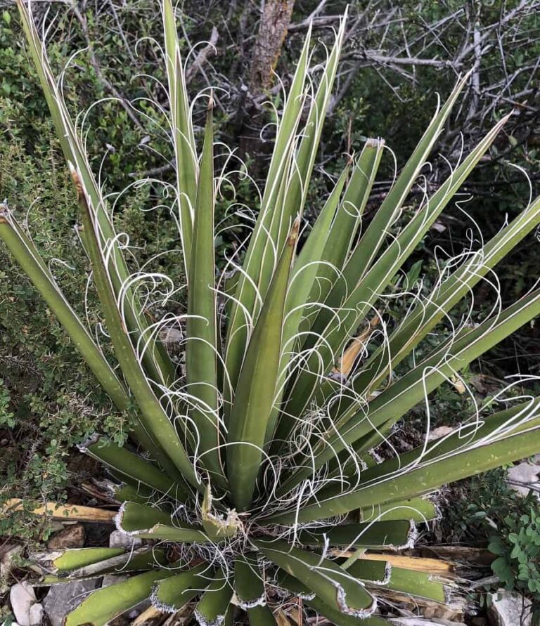 61 Yucca Plant Varieties: Identification and Care Guide - Cactus ...