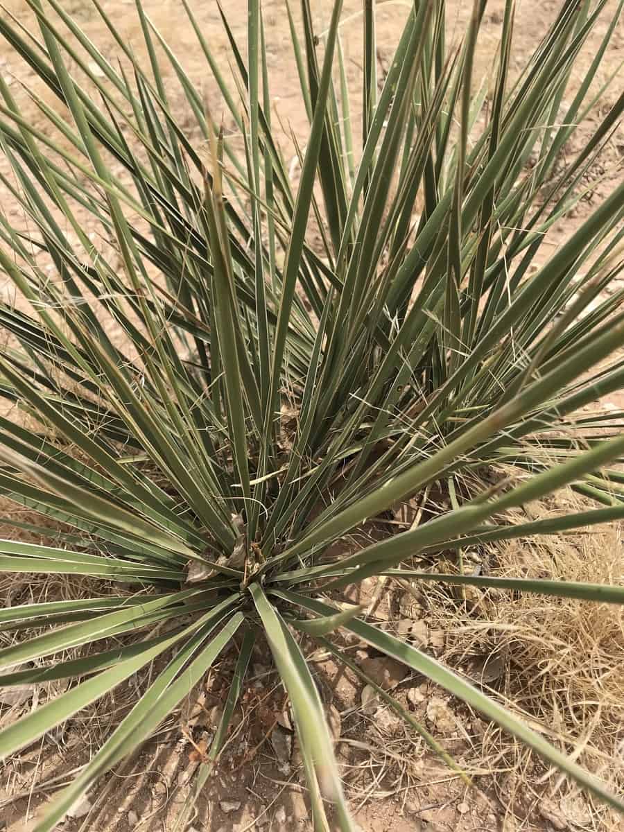 61 Yucca Plant Varieties: Identification and Care Guide - Cactus ...