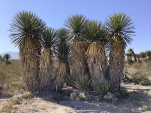 61 Yucca Plant Varieties: Identification and Care Guide - Cactus ...