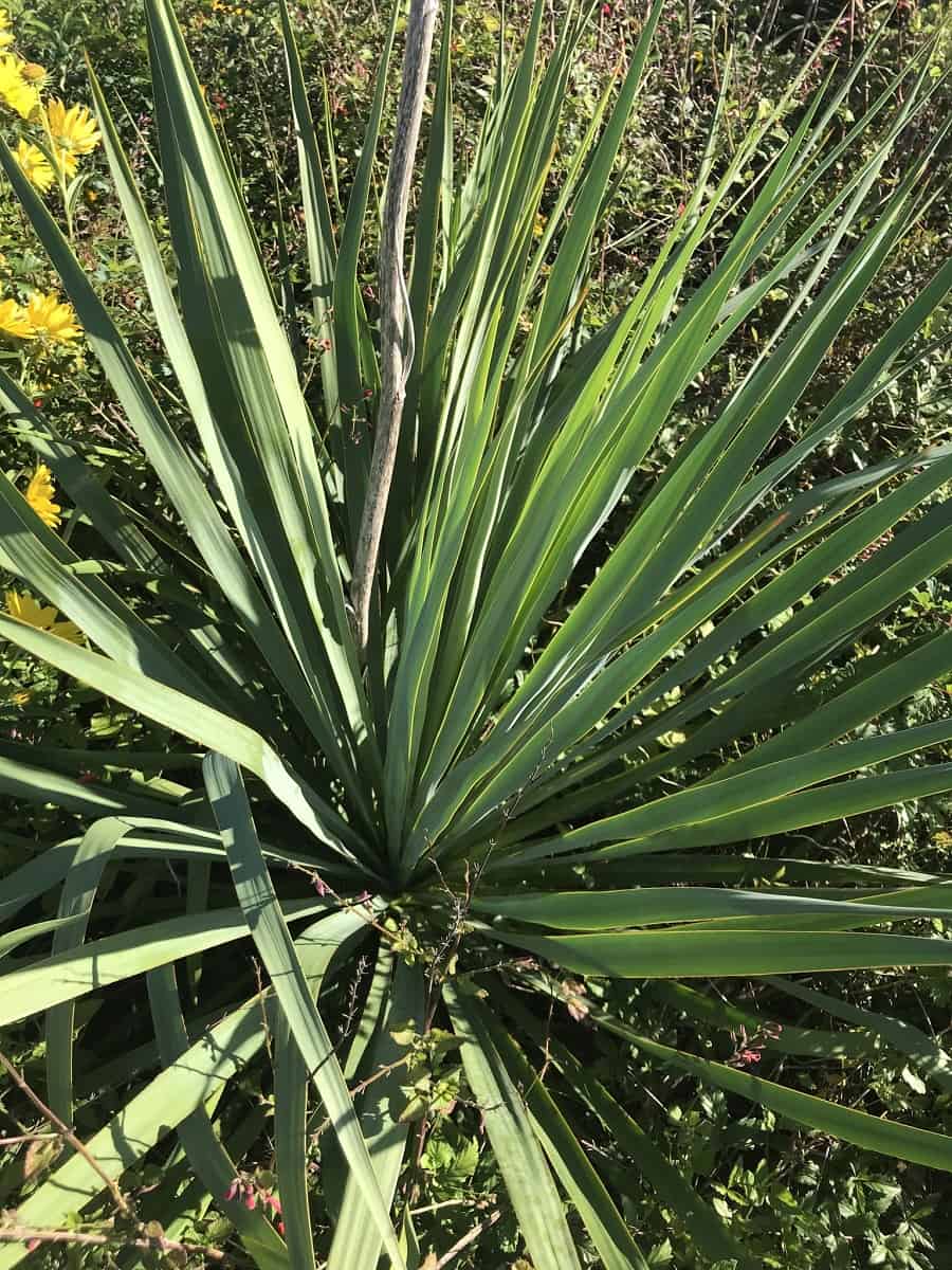 61 Yucca Plant Varieties: Identification and Care Guide - Cactus ...