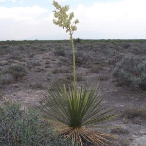 61 Yucca Plant Varieties: Identification and Care Guide - Cactus ...