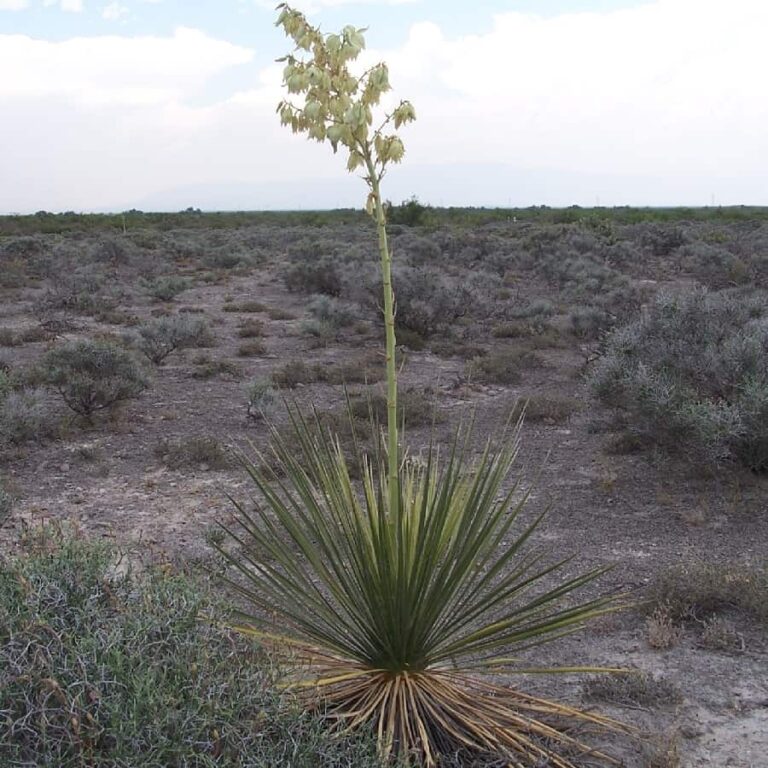 61 Yucca Plant Varieties: Identification and Care Guide - Cactus ...