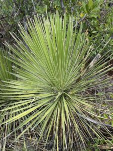 61 Yucca Plant Varieties: Identification and Care Guide - Cactus ...