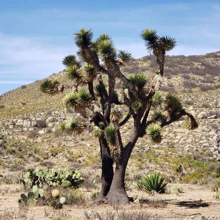 61 Yucca Plant Varieties: Identification and Care Guide - Cactus ...