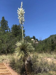 61 Yucca Plant Varieties: Identification and Care Guide - Cactus ...
