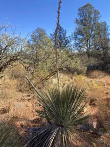 61 Yucca Plant Varieties: Identification and Care Guide - Cactus ...