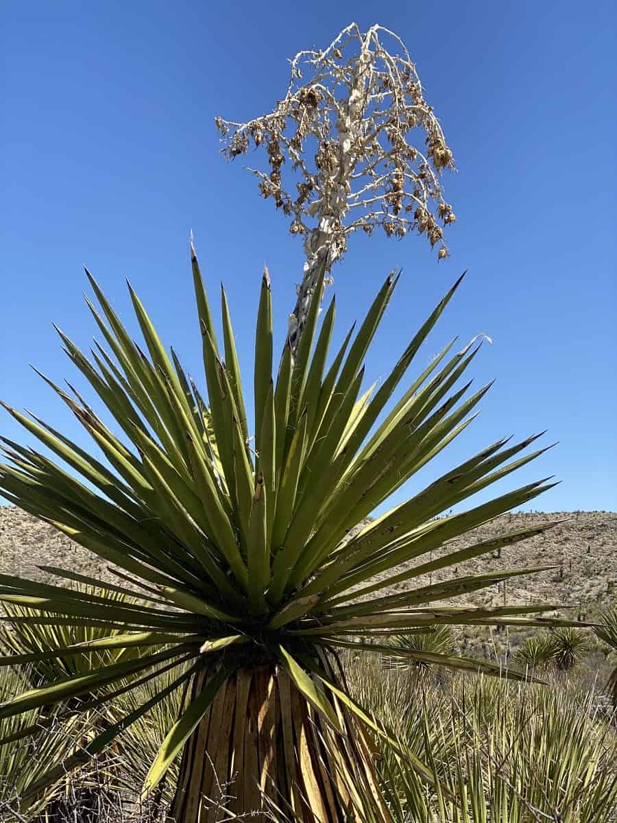 61 Yucca Plant Varieties: Identification and Care Guide - Cactus ...