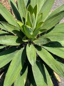 61 Yucca Plant Varieties: Identification and Care Guide - Cactus ...