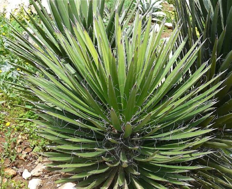 61 Yucca Plant Varieties: Identification and Care Guide - Cactus ...