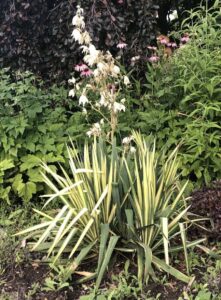 61 Yucca Plant Varieties: Identification and Care Guide - Cactus ...