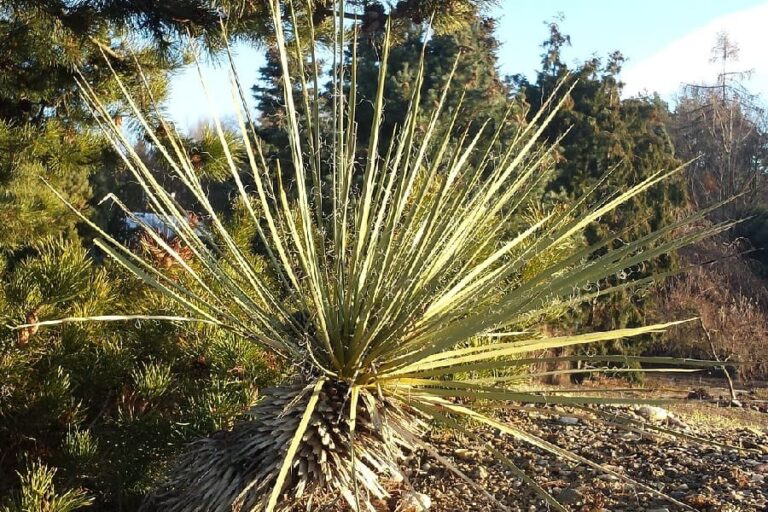 61 Yucca Plant Varieties: Identification and Care Guide - Cactus ...