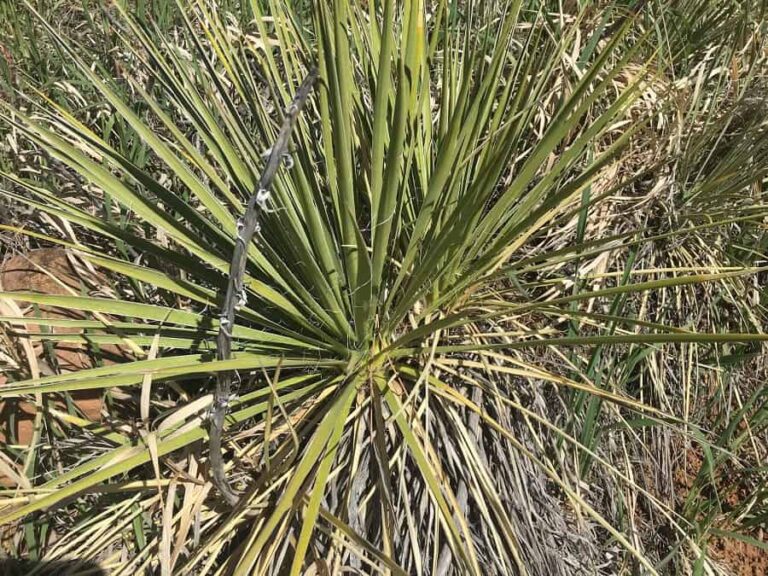 61 Yucca Plant Varieties: Identification and Care Guide - Cactus ...