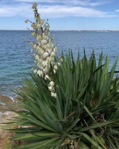 61 Yucca Plant Varieties: Identification and Care Guide - Cactus ...