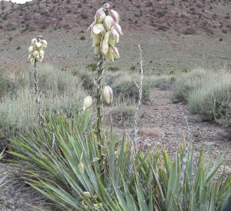 61 Yucca Plant Varieties: Identification and Care Guide - Cactus ...