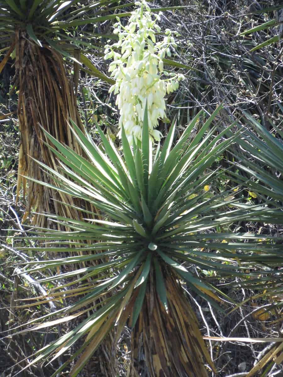 61 Yucca Plant Varieties: Identification and Care Guide - Cactus ...