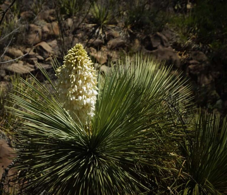61 Yucca Plant Varieties: Identification and Care Guide - Cactus ...