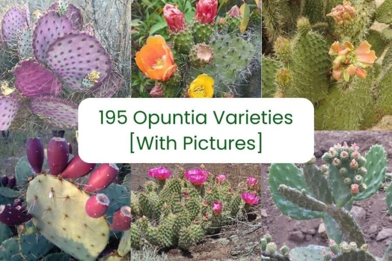 195 Opuntia Varieties: Identification and Care Guide - Cactus & Succulents