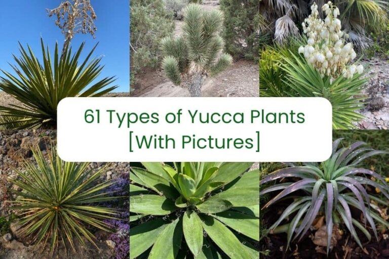 61 Yucca Plant Varieties: Identification and Care Guide - Cactus ...