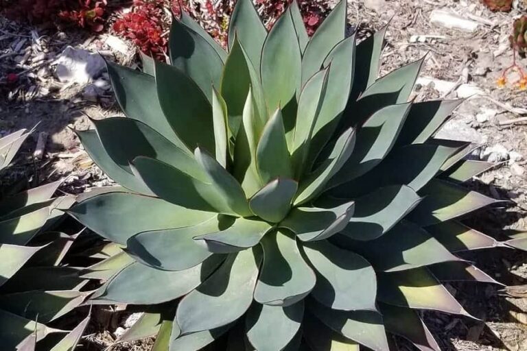 90 Types of Agave Plants With Names and Pictures - Cactus & Succulents