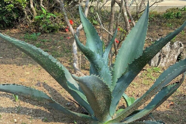 90 Types of Agave Plants With Names and Pictures - Cactus & Succulents