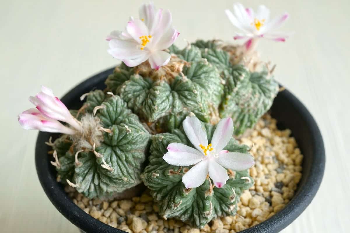 You Won't Believe How Rare This Aztekium ritteri Really Is! - Cactus ...