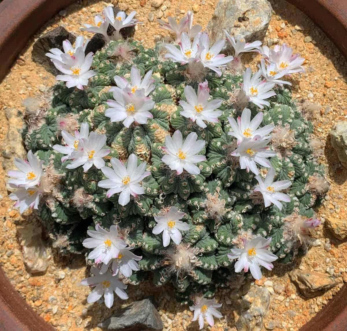 You Won't Believe How Rare This Aztekium ritteri Really Is! - Cactus ...