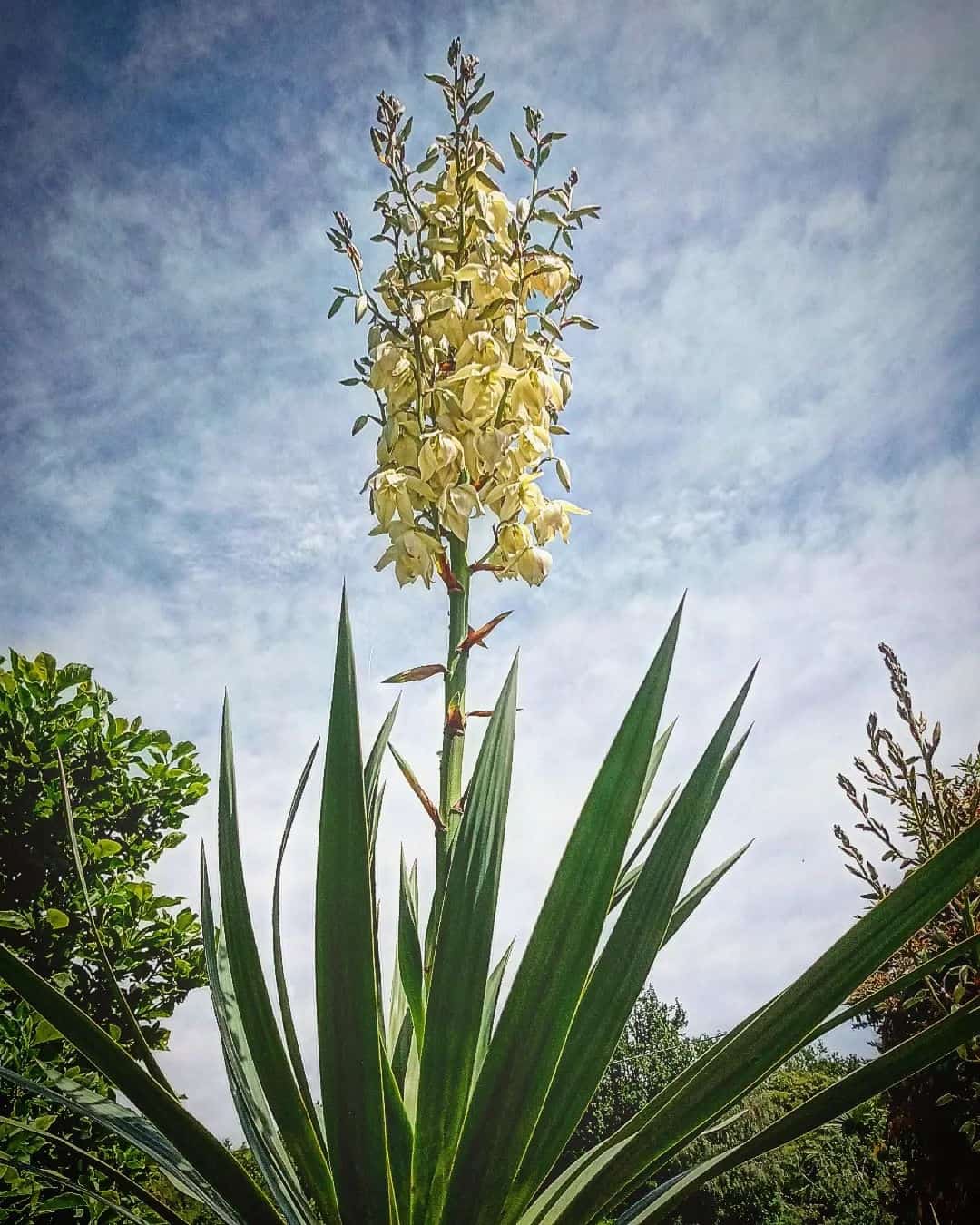 Yucca pendula: Characteristics and Care - Cactus & Succulents