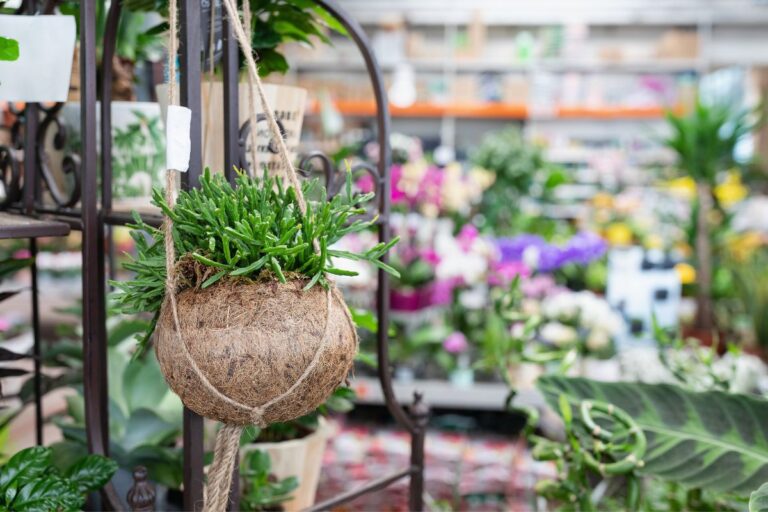 Rhipsalis Varieties: Identification and Care Tips - Cactus & Succulents